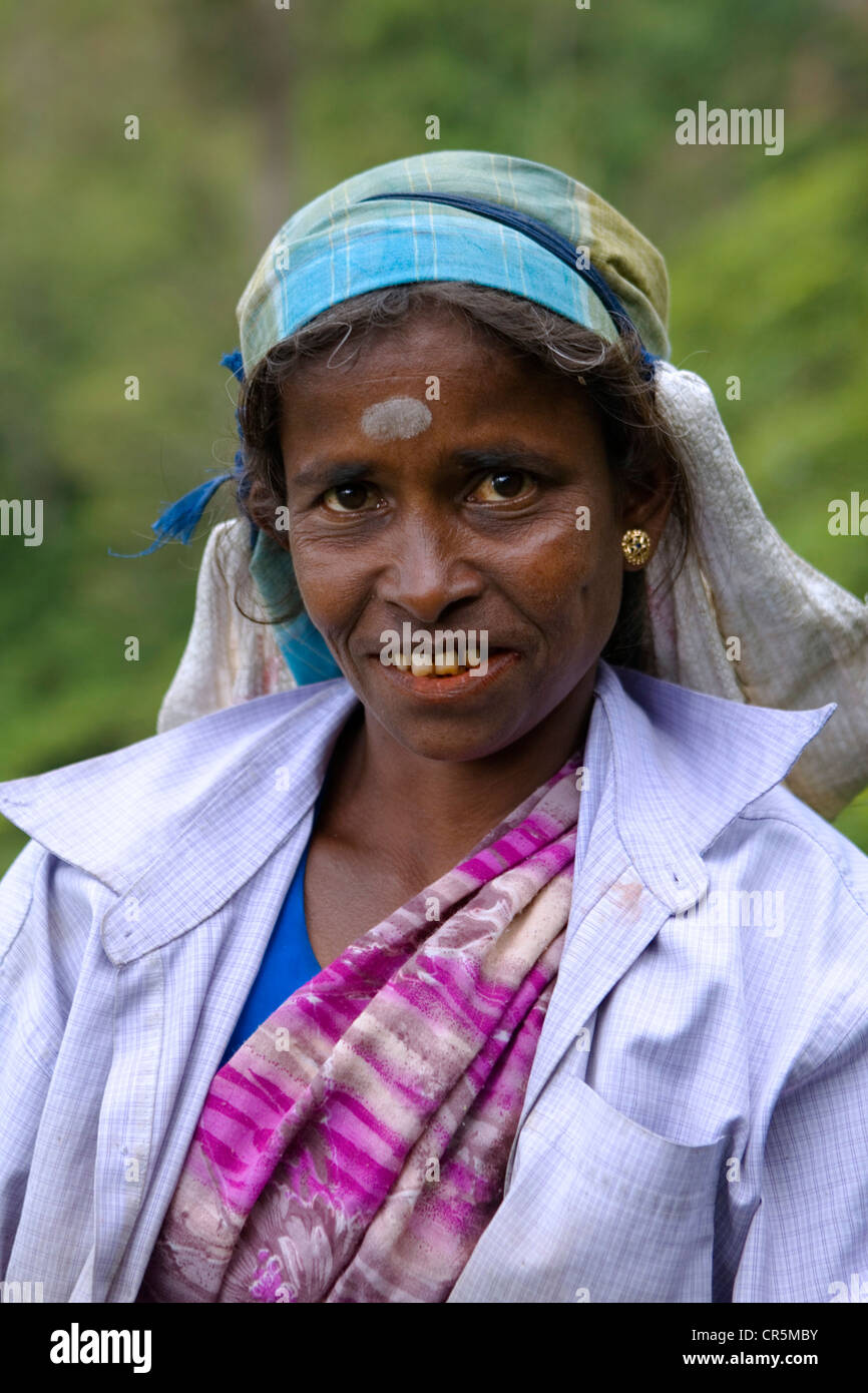 Tamil tea picker, Haputale, Uva, Sri Lanka Stock Photo - Alamy