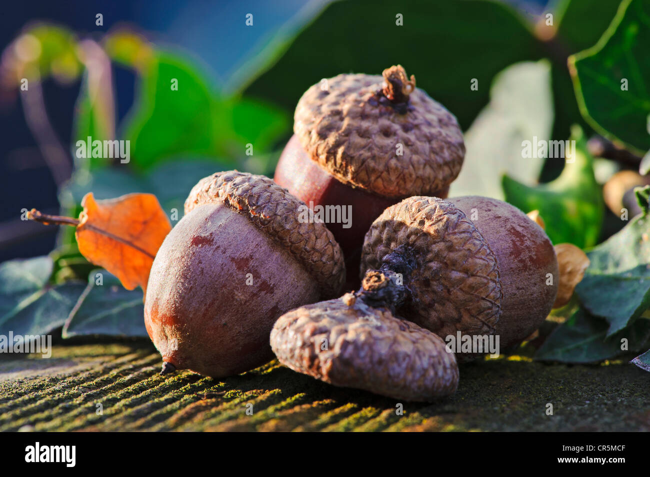 Three acorns hi-res stock photography and images - Alamy