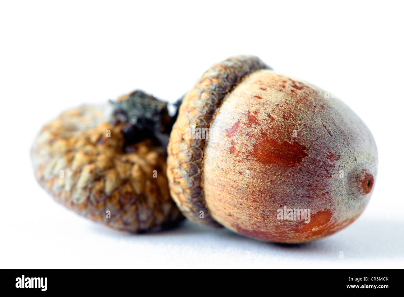 Hoarfrost Cut Out Stock Images & Pictures - Alamy