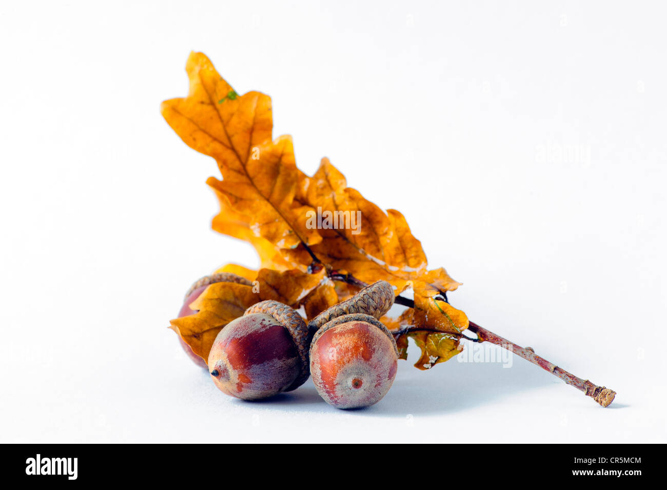 Acorns with autumn leaves Stock Photo - Alamy