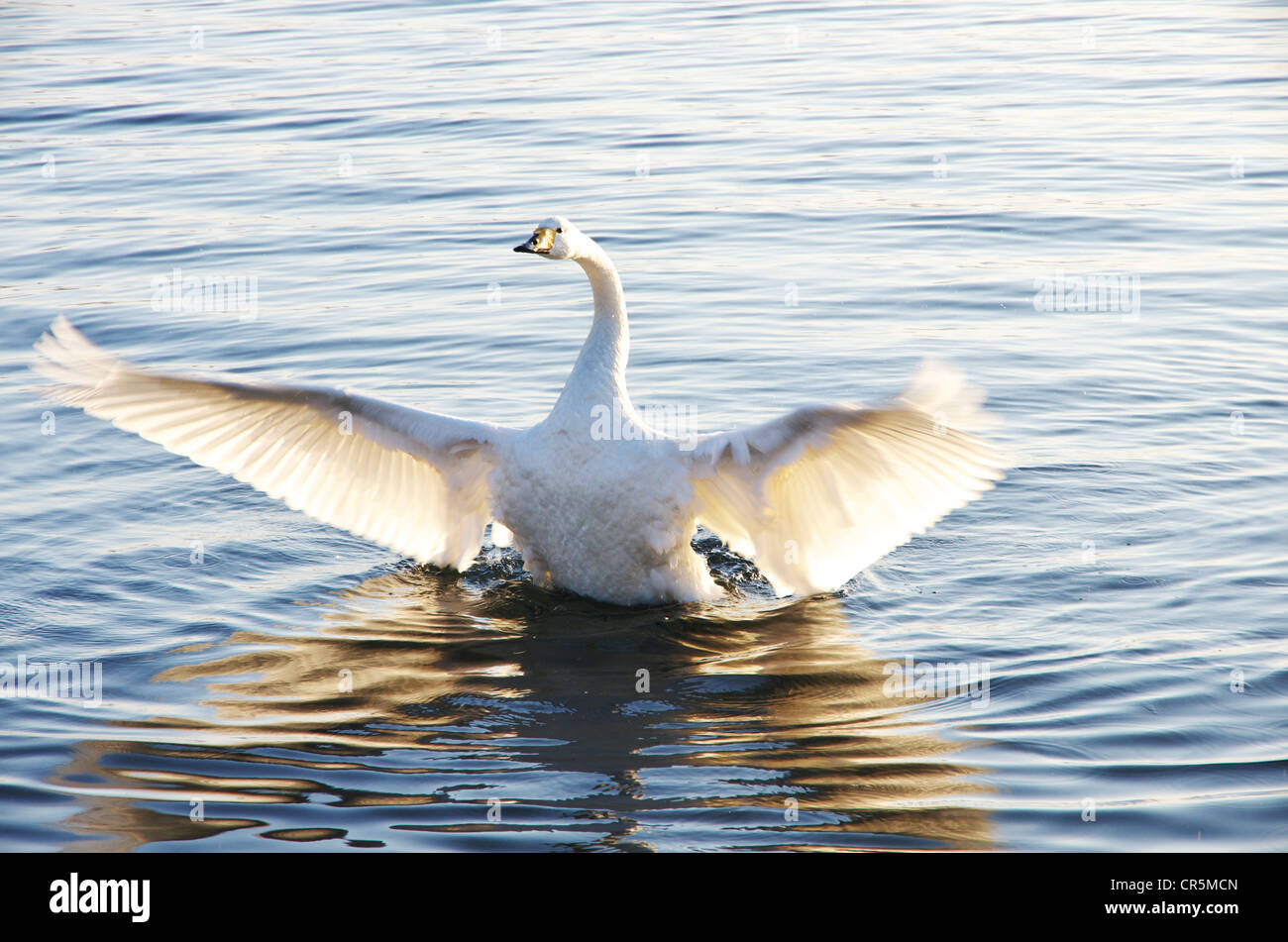 Swan Spreading Wings Stock Photo - Alamy