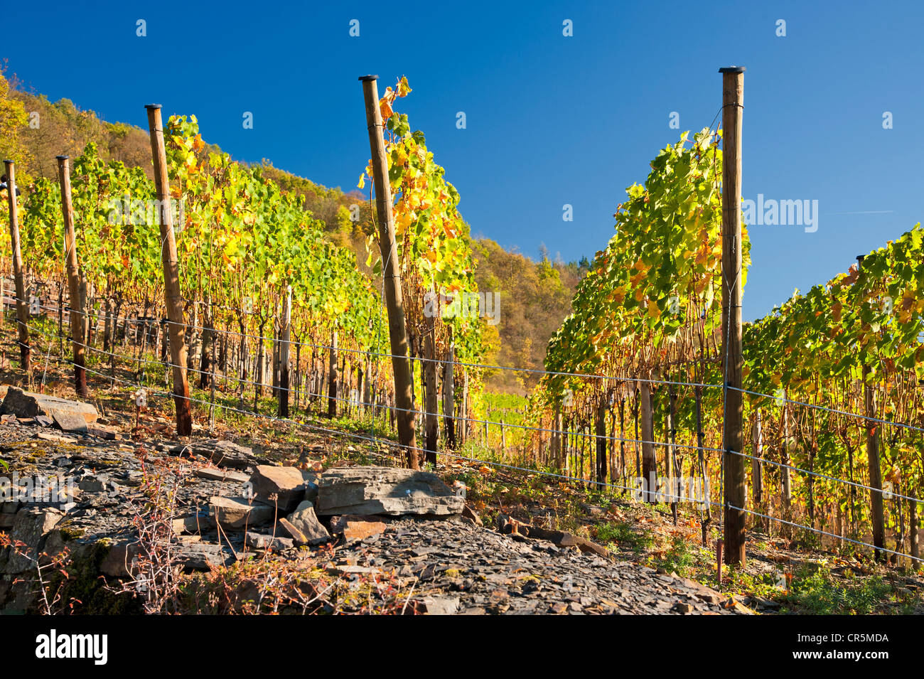 Vineyards at the ahr valley hi-res stock photography and images - Alamy