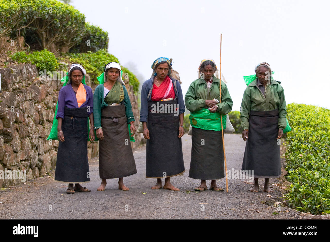 Tamil tea pickers on the road to Lipton’s Seat, Dambatenne, Uva, Sri ...