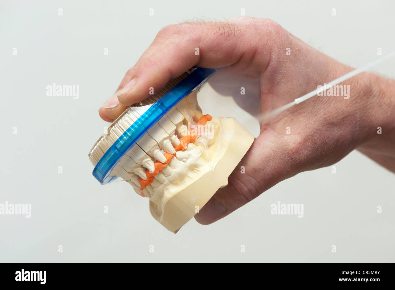 Human dental model hi-res stock photography and images - Alamy