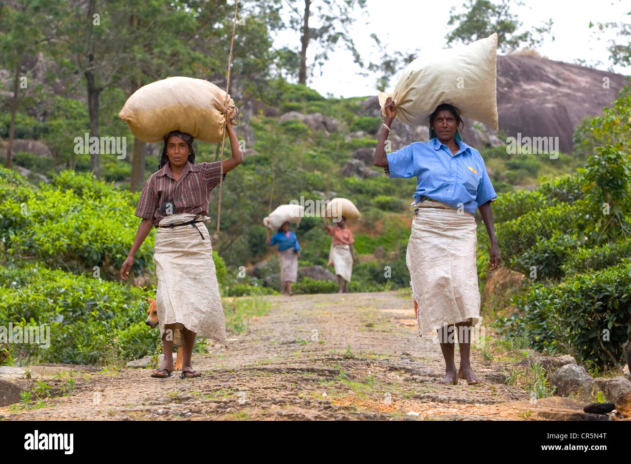 Tamil tea pickers carry their load of tea leaves to the weigh station ...