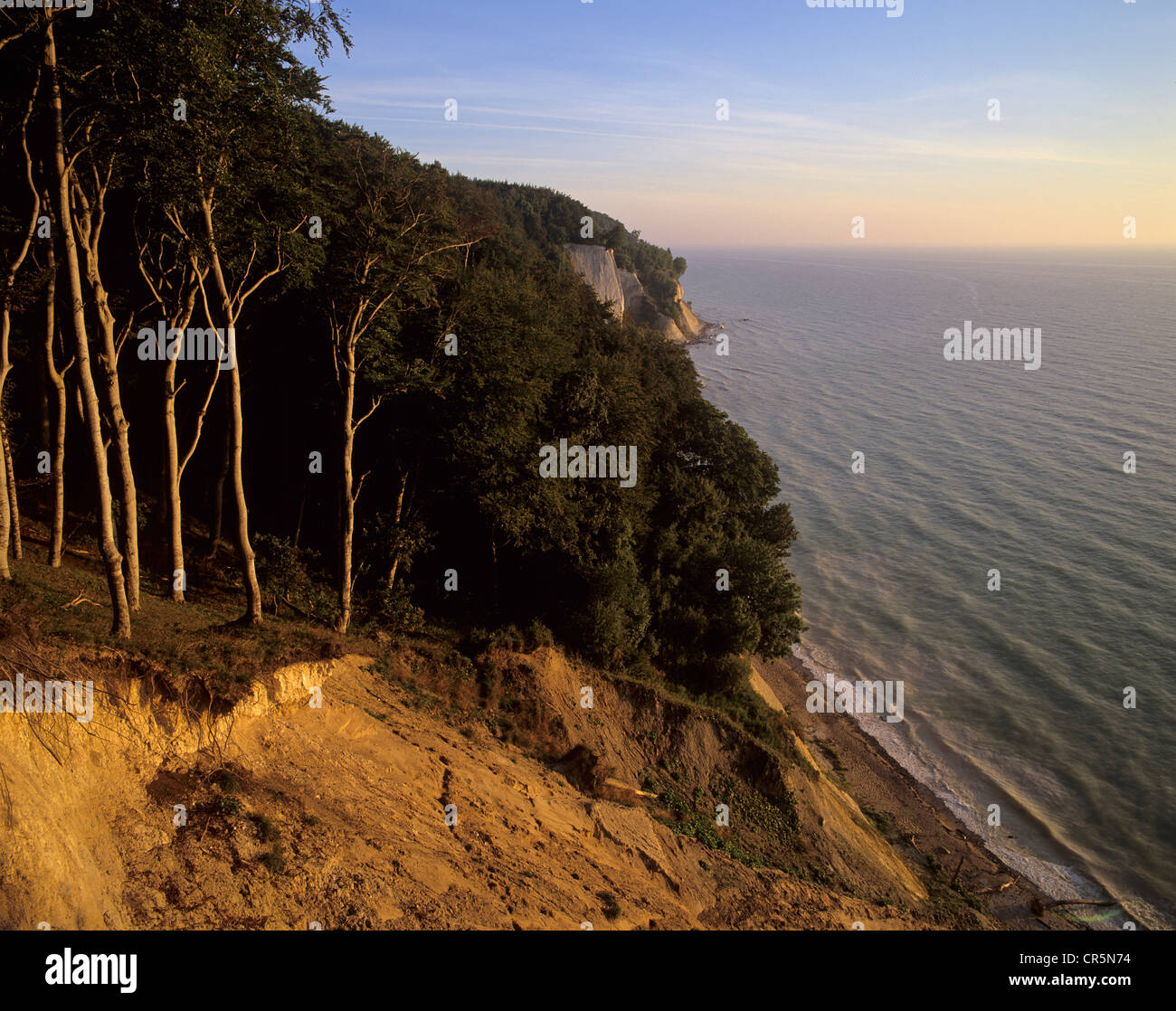 Chalk cliffs and a beech forest (Fagus sylvatica) at sunrise, a UNESCO ...