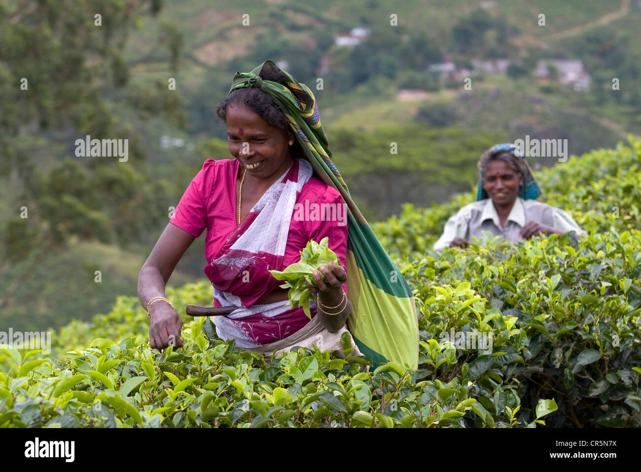 Tamil tea pickers, Rangala, Central, Sri Lanka Stock Photo - Alamy