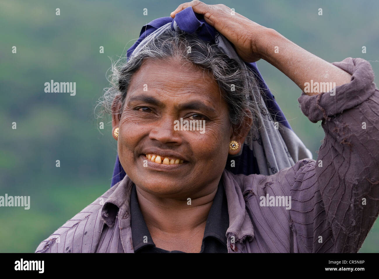 Tamil tea picker, Rangala, Central, Sri Lanka Stock Photo - Alamy