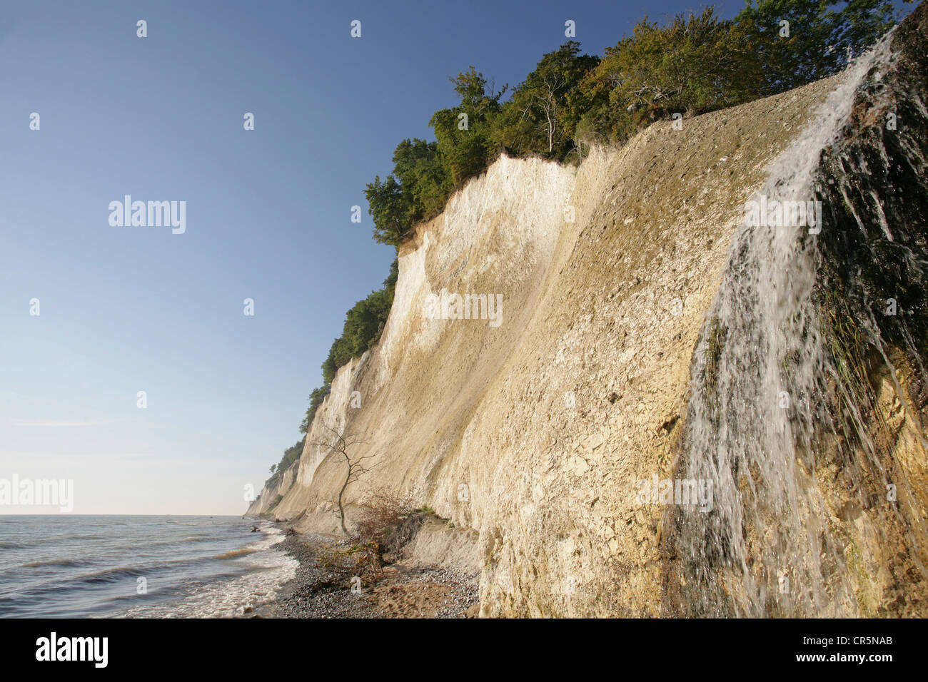 Chalk cliffs and a beech forest (Fagus sylvatica), UNESCO World ...