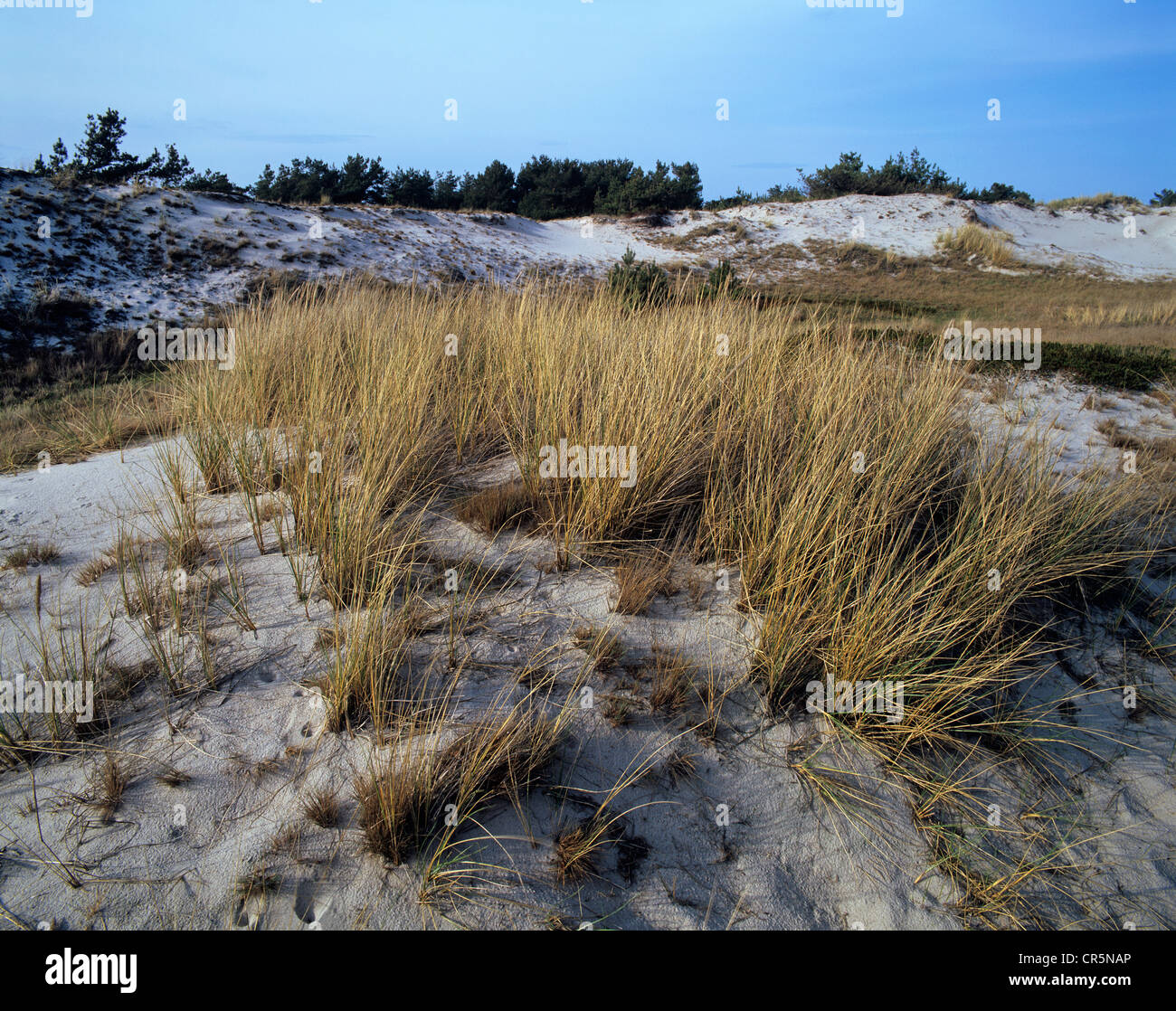 European marram grass, European beachgrass (Ammophila arenaria), Dunes ...
