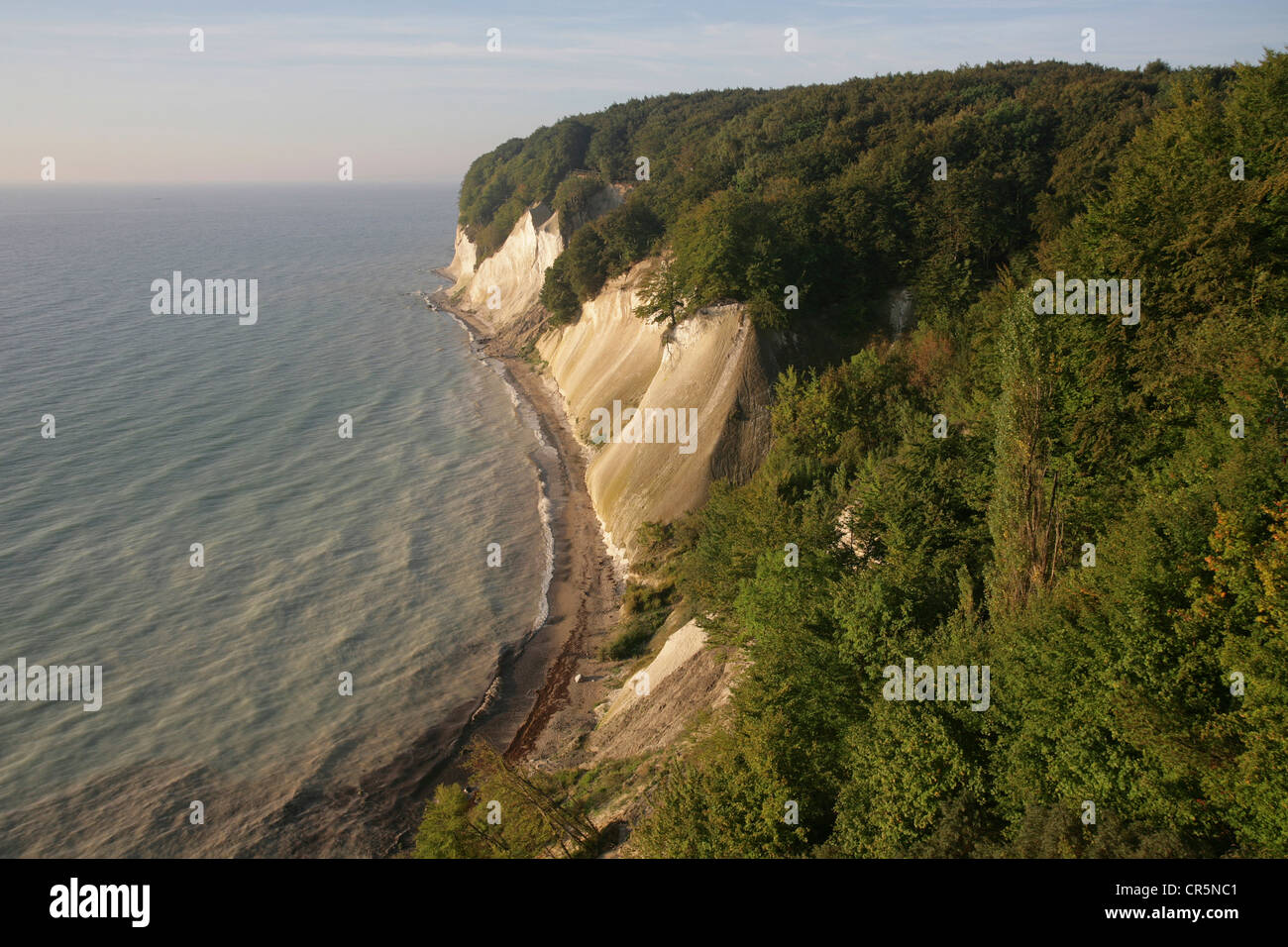 Chalk cliffs and Beech (Fagus sylvatica) forest, UNESCO World Heritage ...