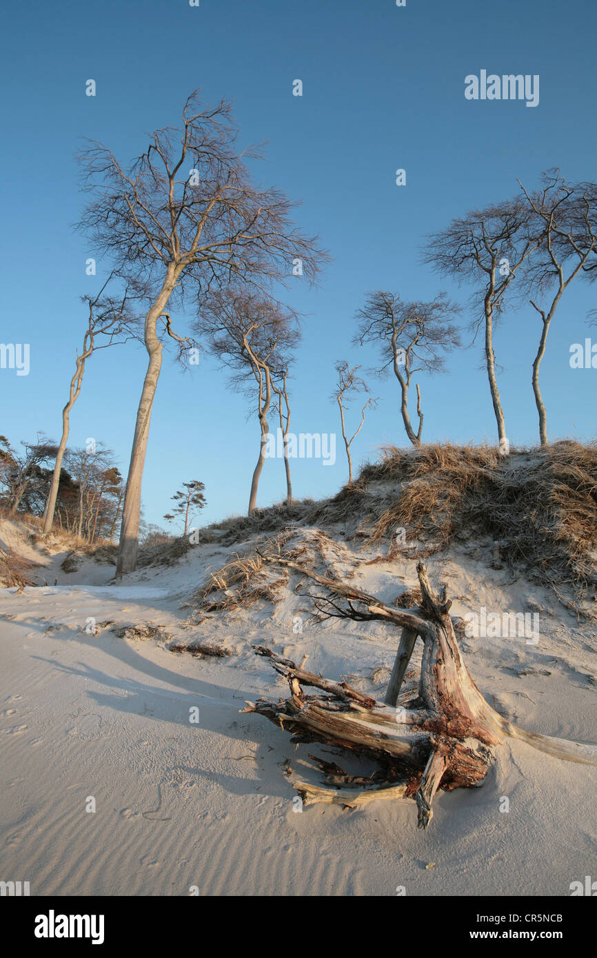Darsswald forest and dead wood on West Beach, Darss, Bodden Landscape ...