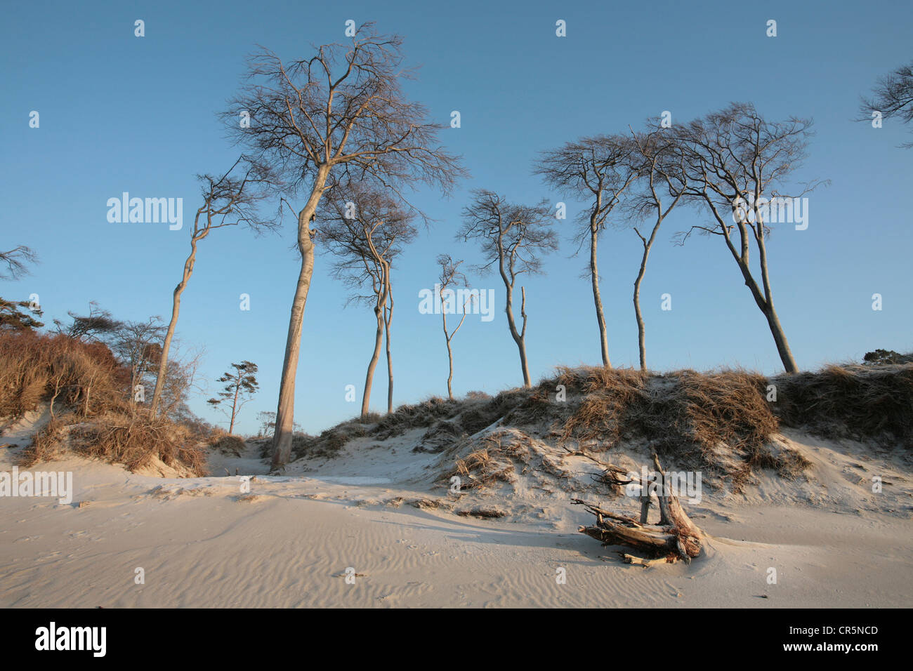 Darsswald forest and dead wood on West Beach, Darss, Bodden Landscape ...