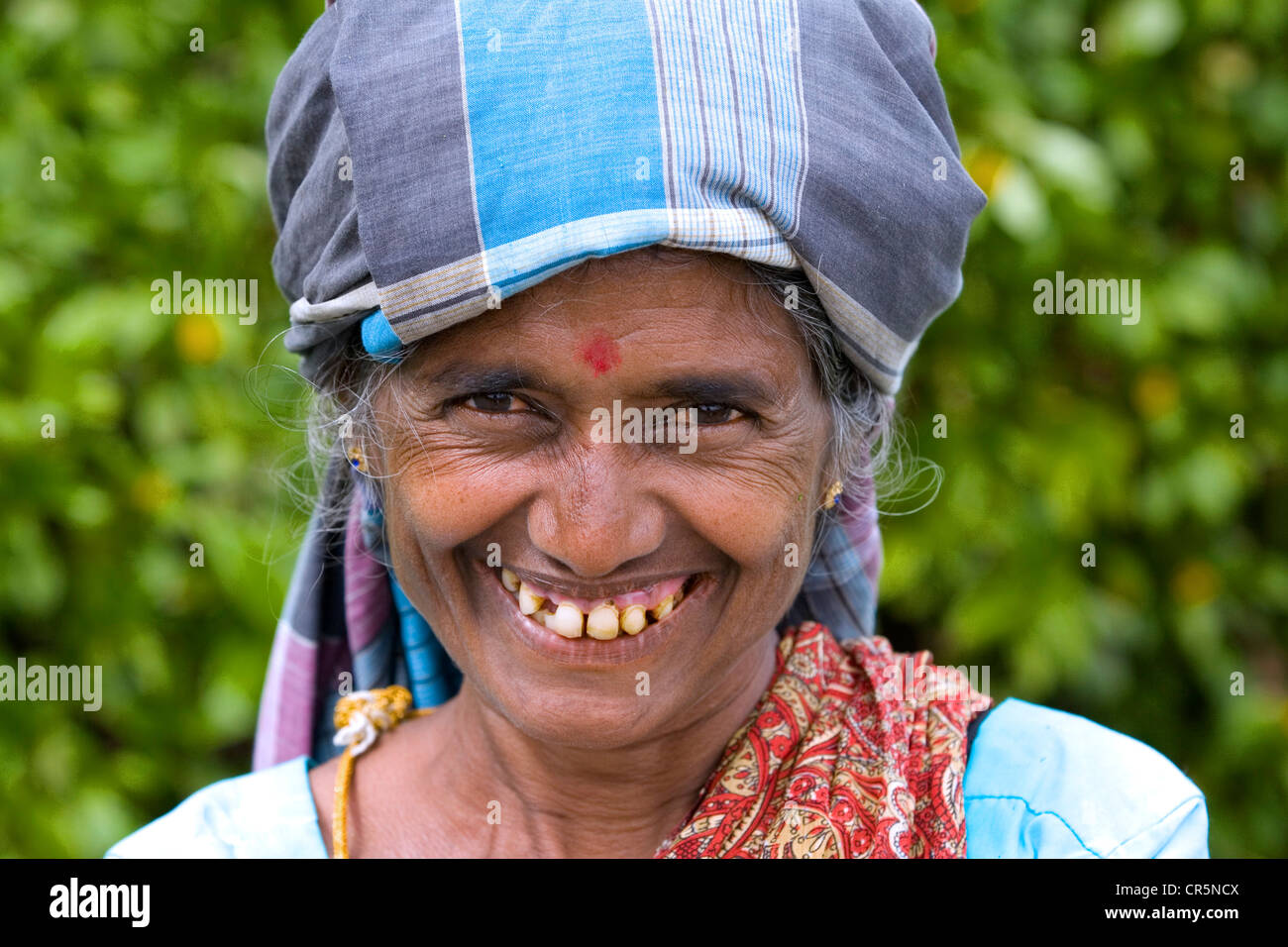 Tamil tea picker, Rangala, Central, Sri Lanka Stock Photo - Alamy