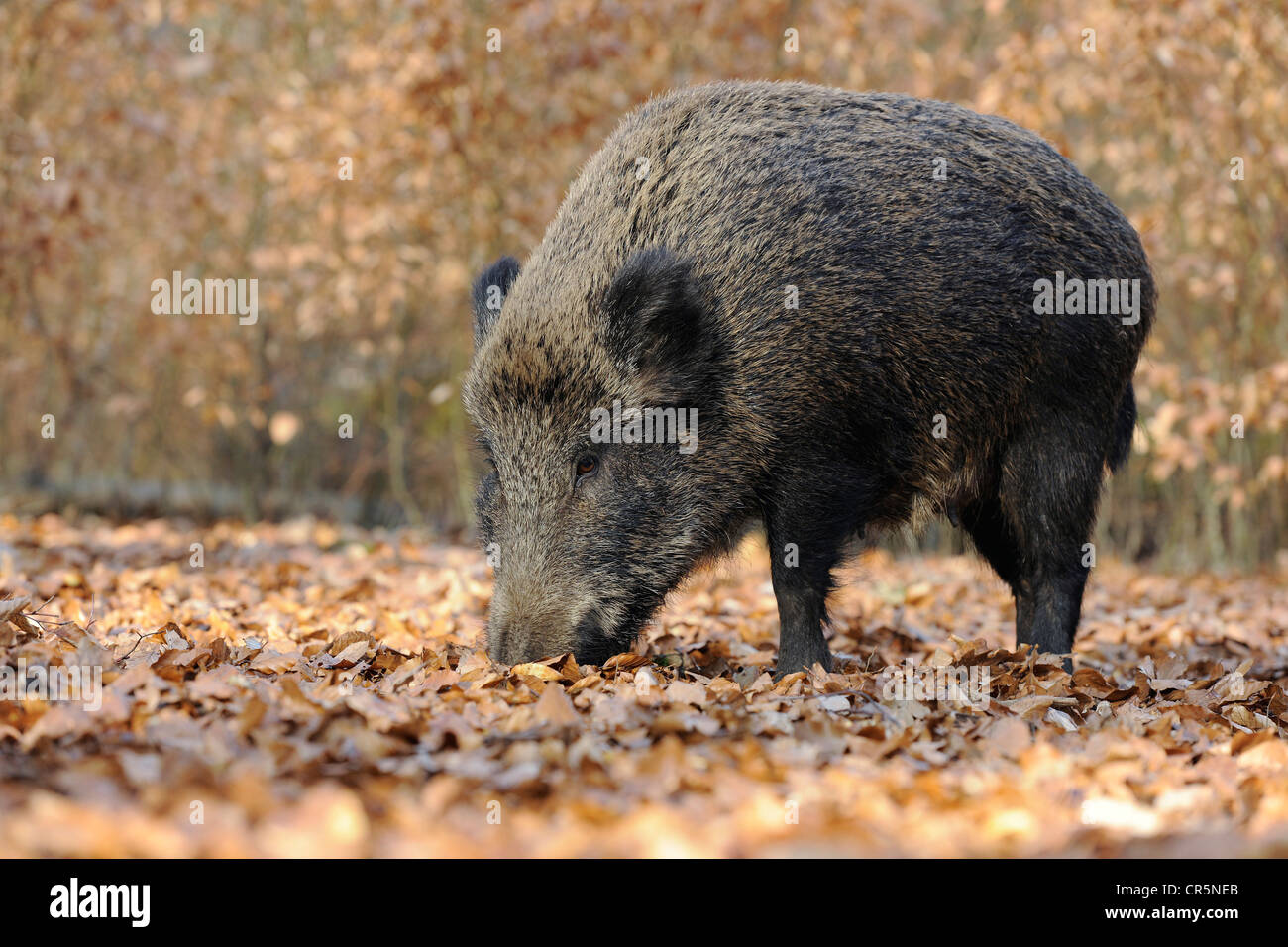 Wild boar (Sus scrofa), female, wild sow foraging, captive, North Rhine ...