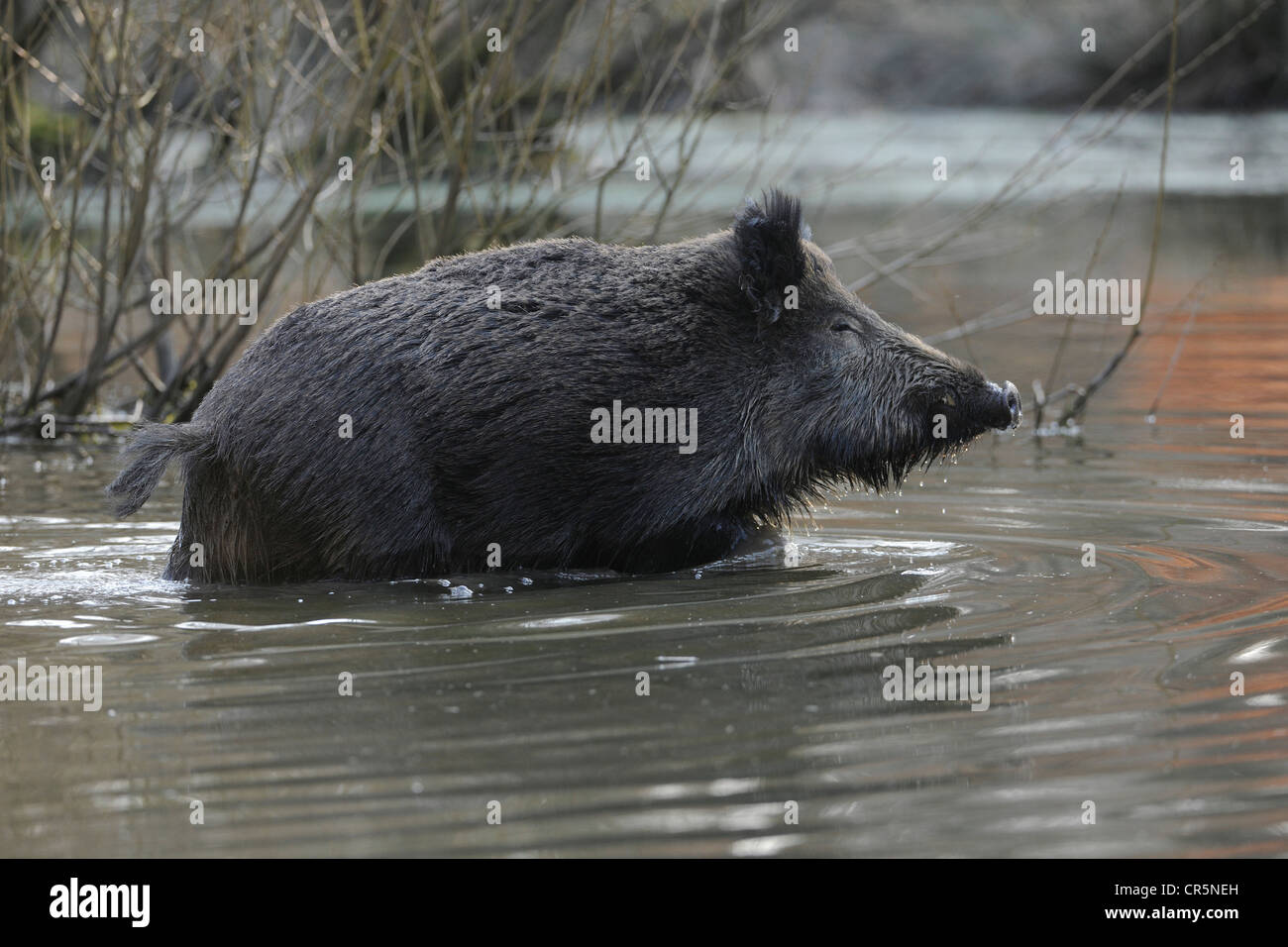 Side view of wild boar hi-res stock photography and images - Alamy