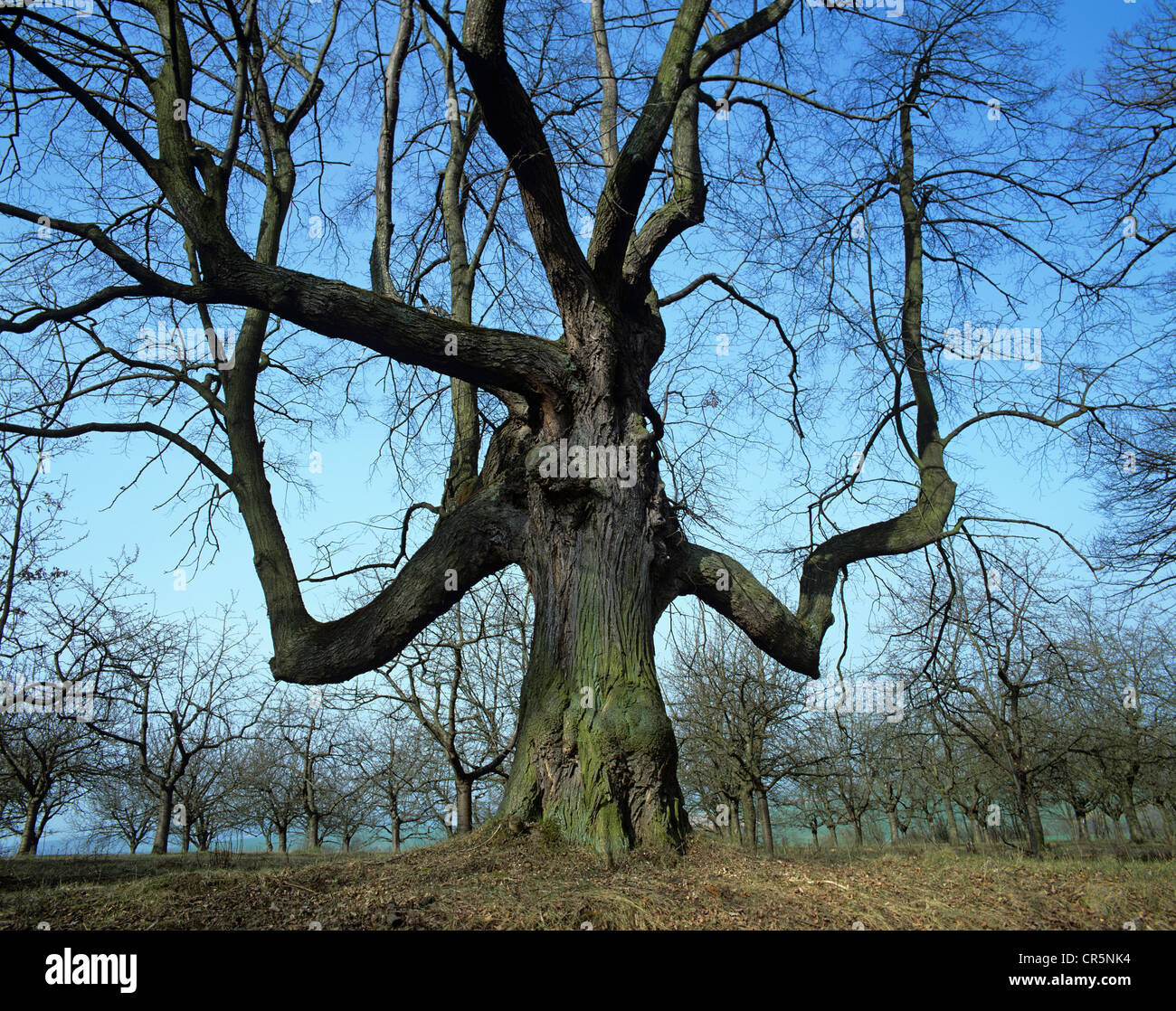 Old time tree (Tilia sp.), near Ichstedt, Kyffhaeuserkreis district ...