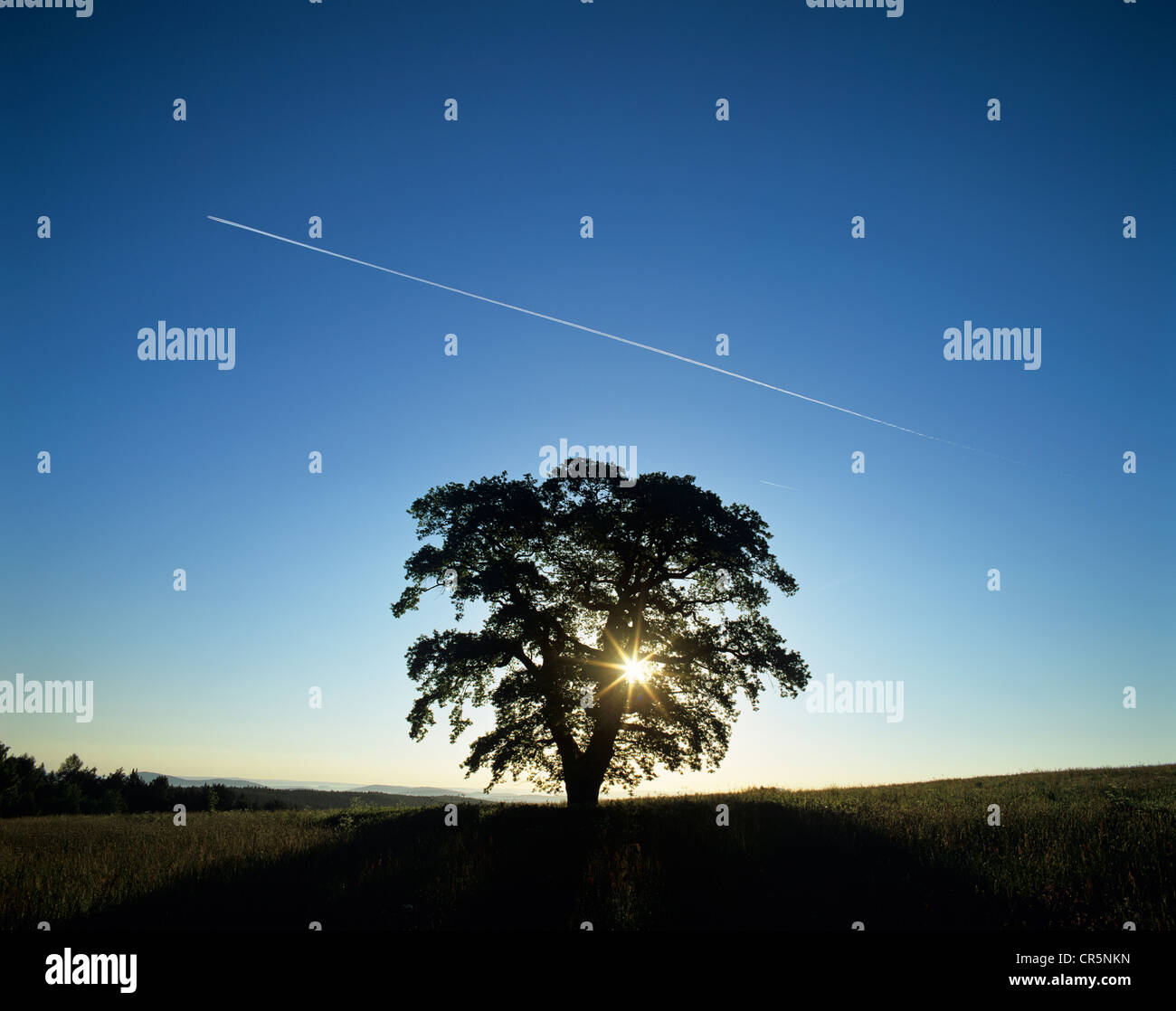 Solitary oak tree (Quercus robur), solitary tree on a meadow ...