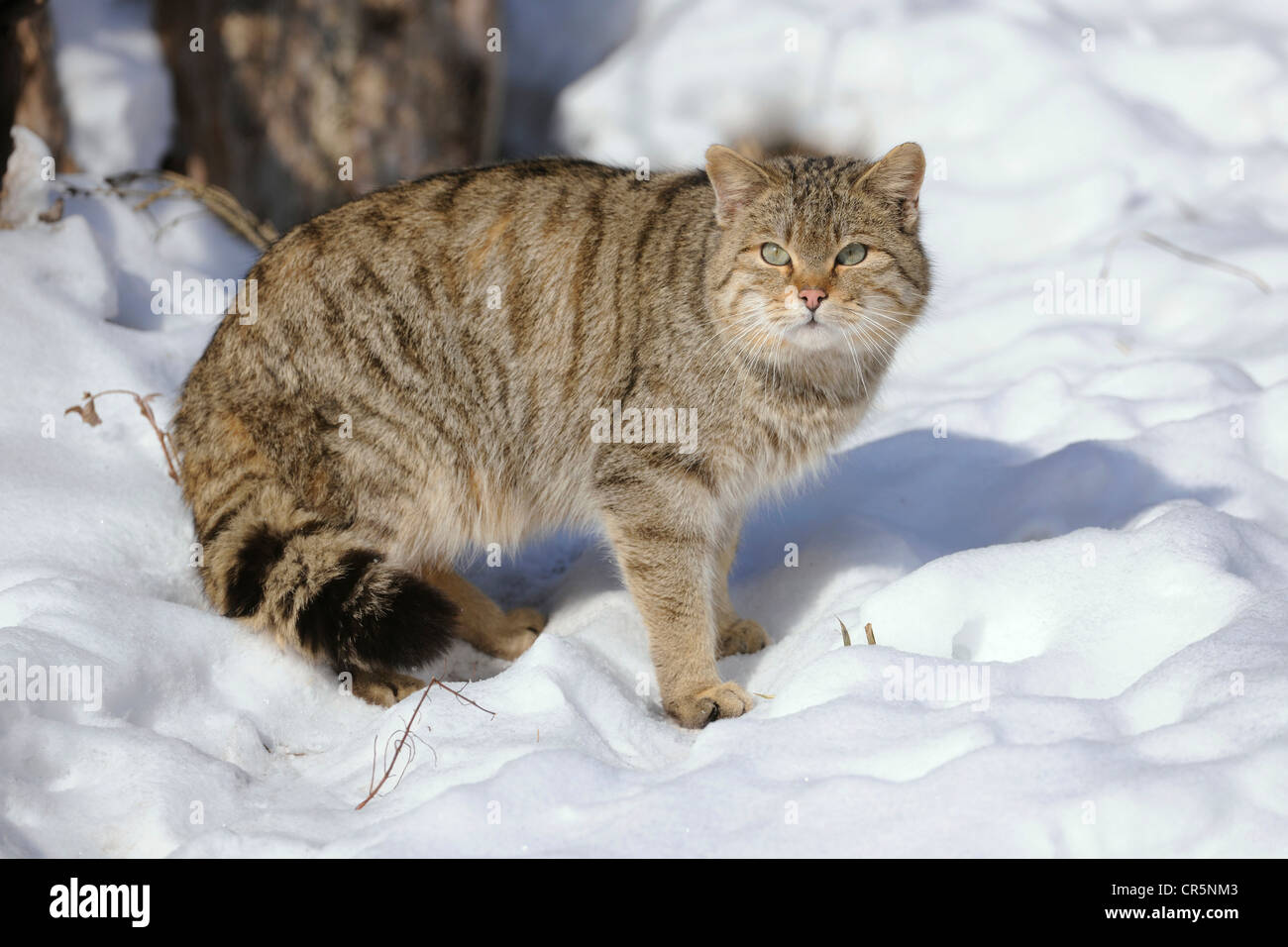 Wildcat (Felis silvestris), male, tomcat, in the snow, enclosure ...