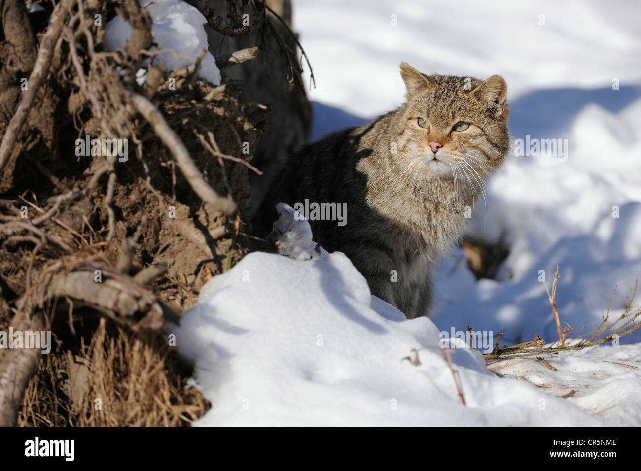 M tomcat hi-res stock photography and images - Alamy