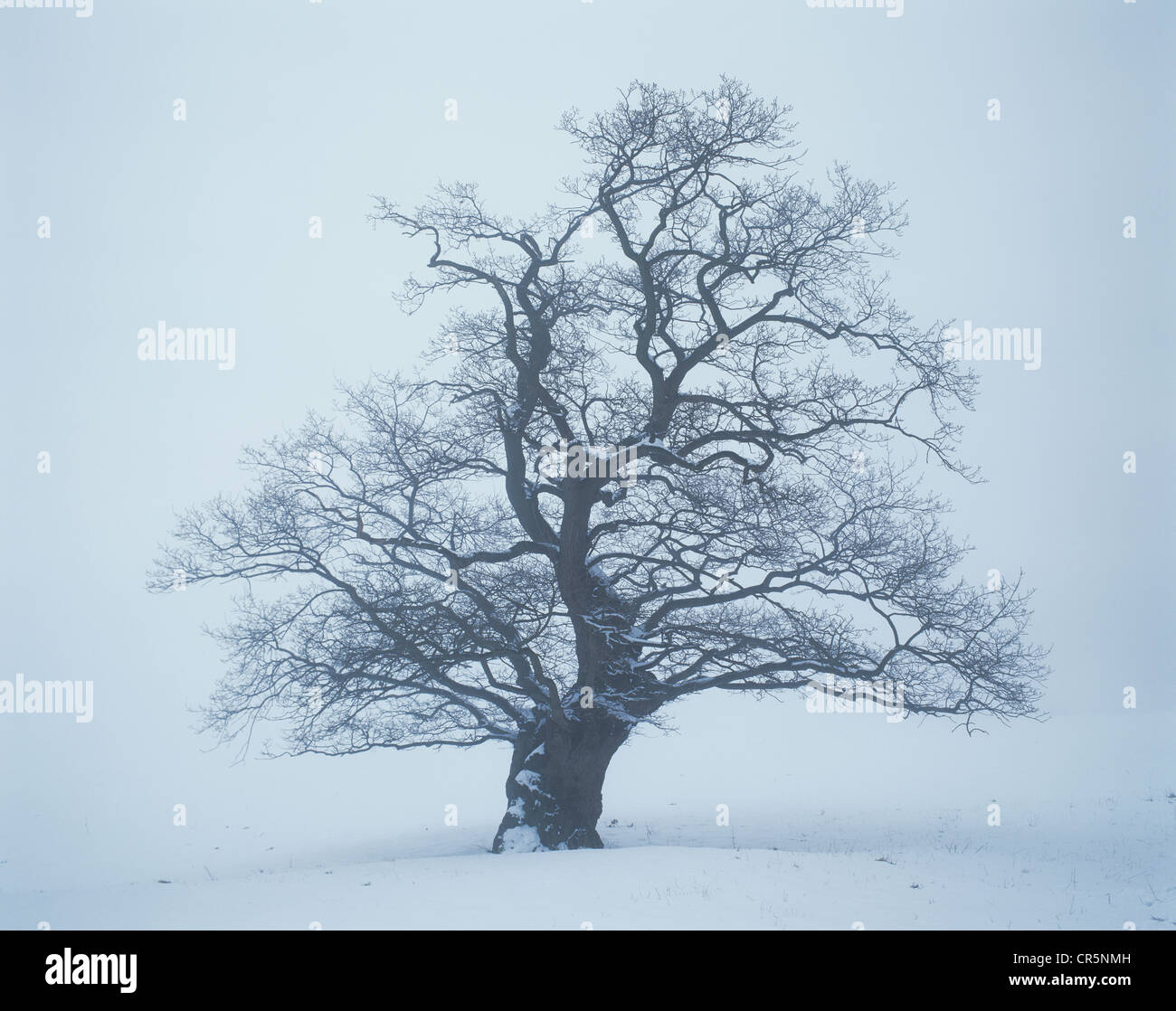 Solitary oak tree (Quercus robur), solitary tree on a foggy winter's ...