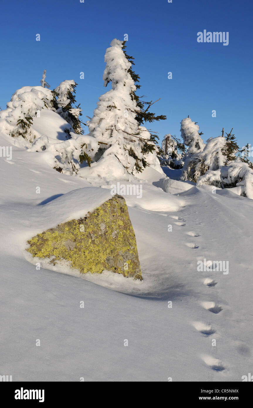 Lynx tracks in snow hi-res stock photography and images - Alamy