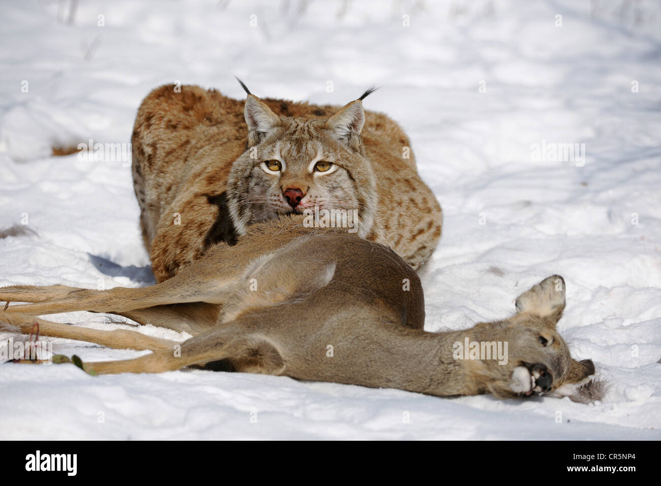 Canadian Lynx Hunting Deer