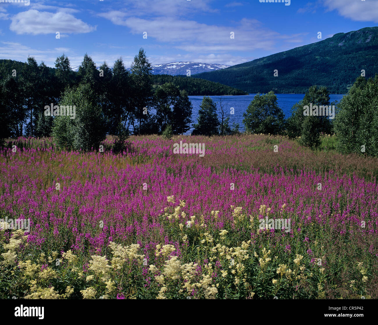 Landscape near Mosjoen with Meadowsweet (Filipendula ulmaria) and ...