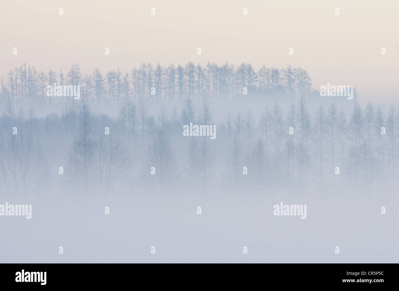 Morning Mist Over Forest In Winter Stock Photo - Alamy