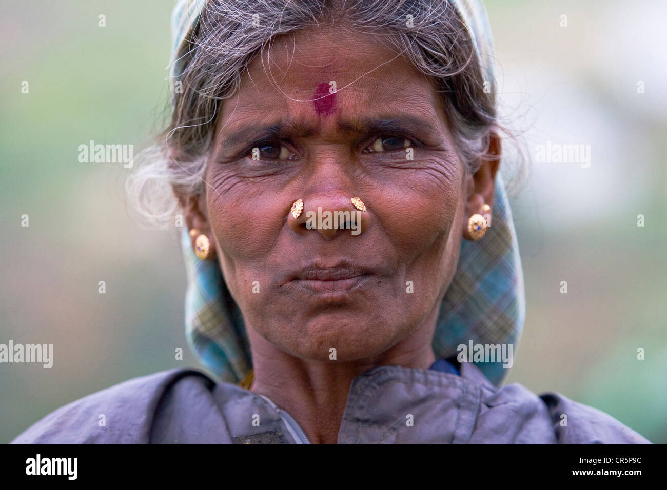 Tamil tea picker, Dambatenne, Uva, Sri Lanka Stock Photo - Alamy