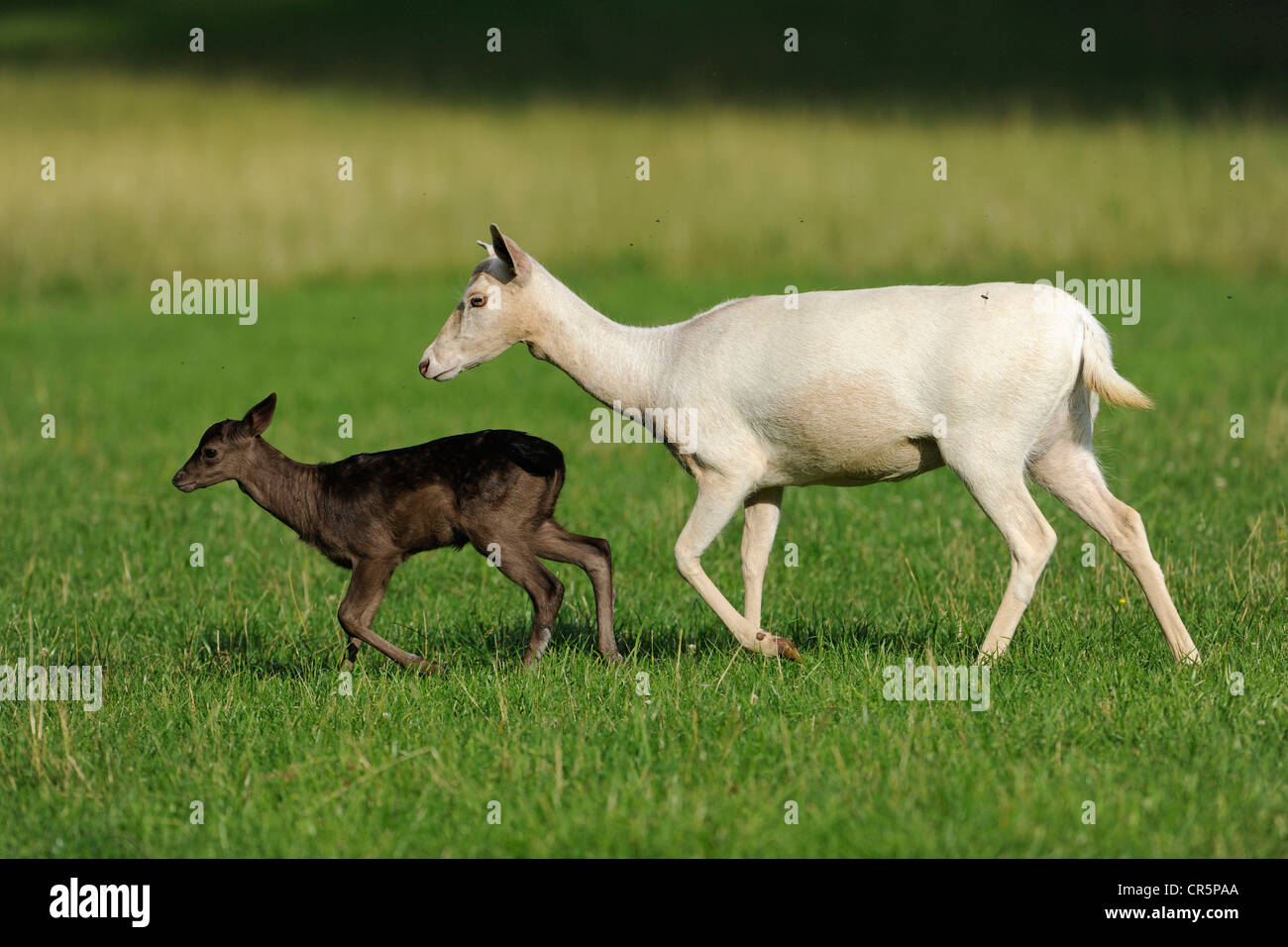 Fallow Deer (Dama dama), white-coloured doe with a black-coloured calf ...