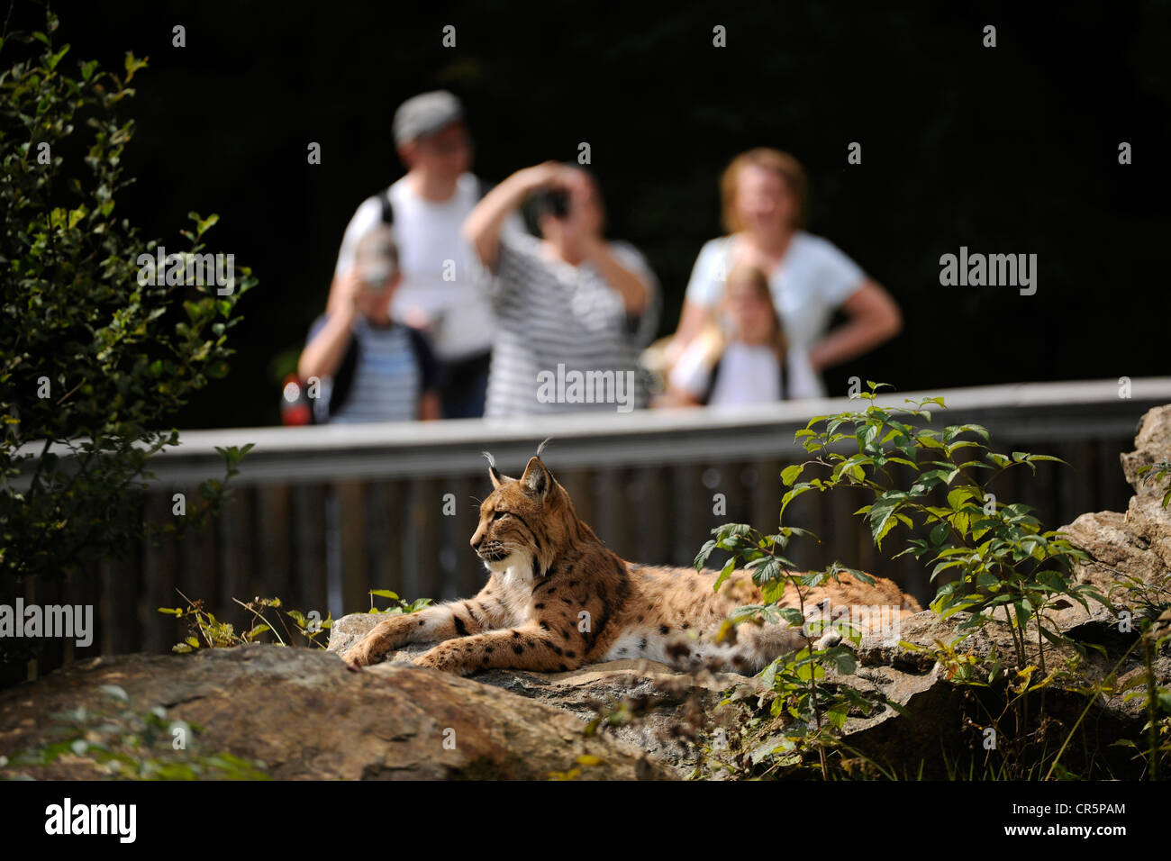 Lynx lynx lynx lying on a rock hi-res stock photography and images - Alamy