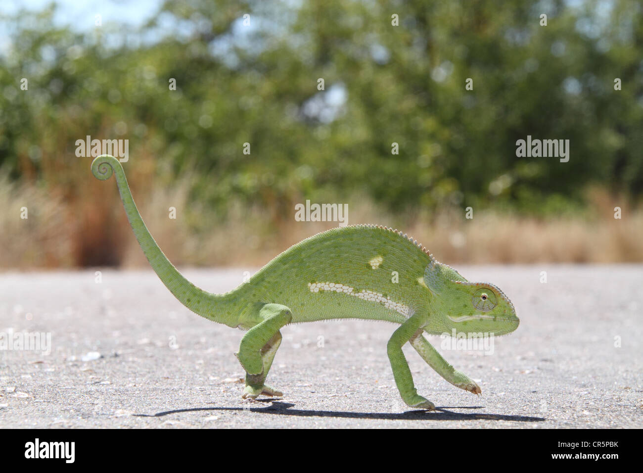 flap-neck chameleon Chamaeleo dilepis walking across road Stock Photo ...