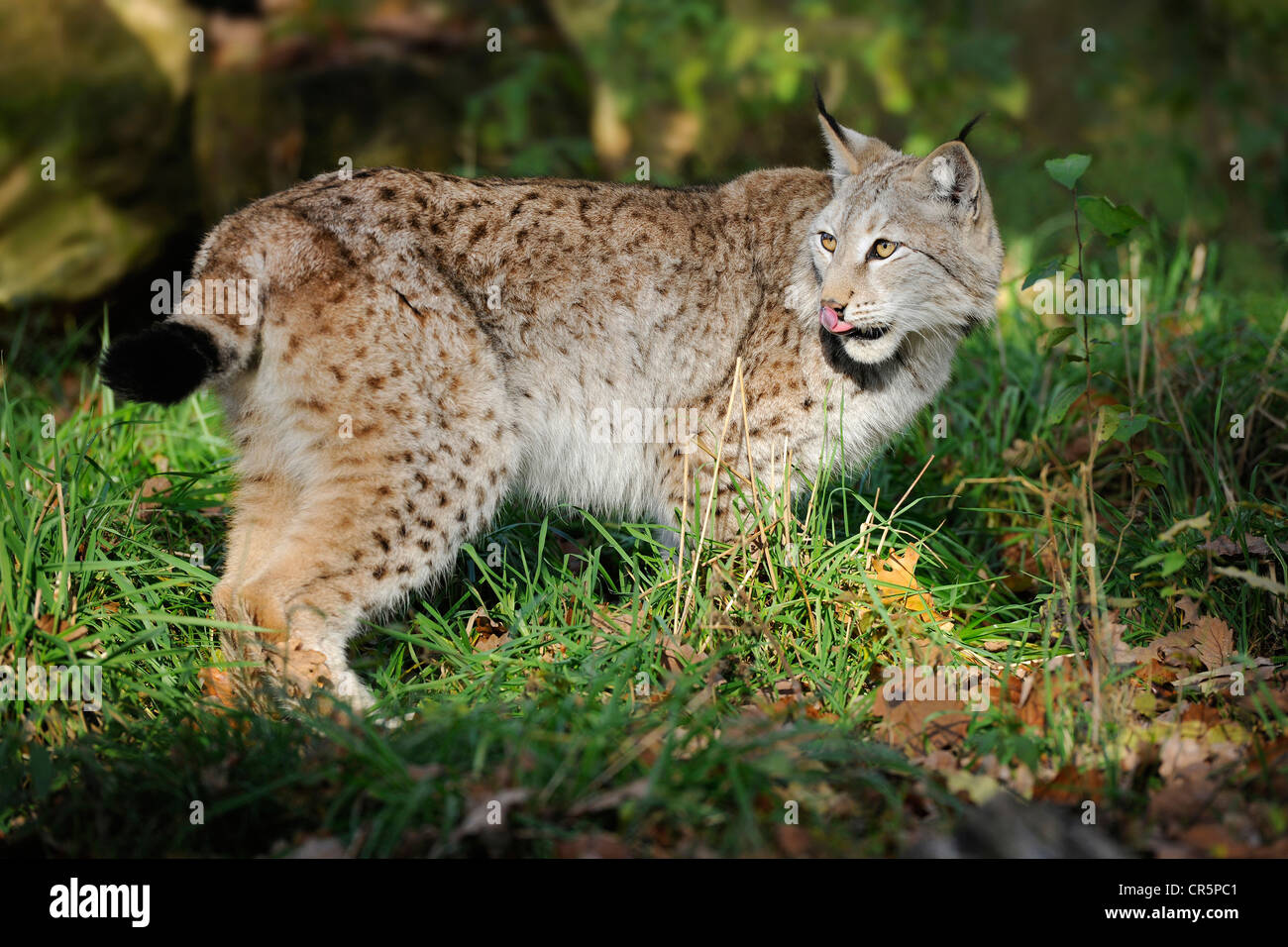 Lynx (Lynx lynx), Bavaria, Germany, Europe Stock Photo - Alamy