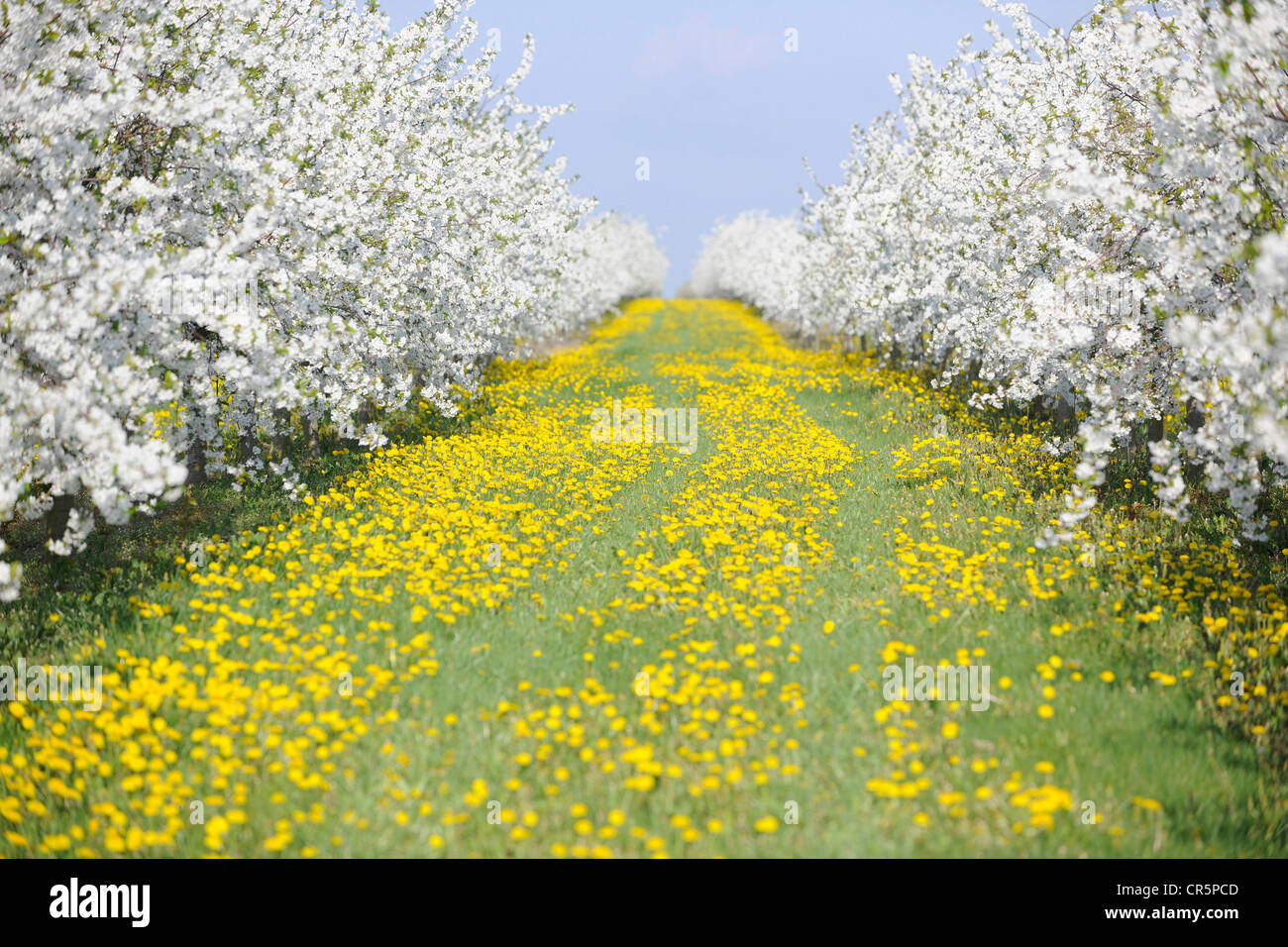 Fruit tree plantation hi-res stock photography and images - Alamy