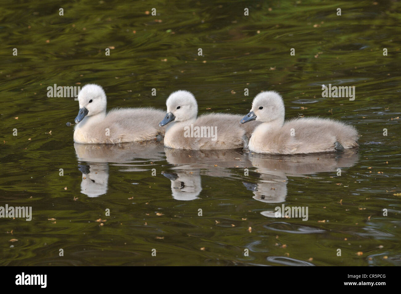 Mute Swans (Cygnus olor), three little fluffy chicks floating on the ...