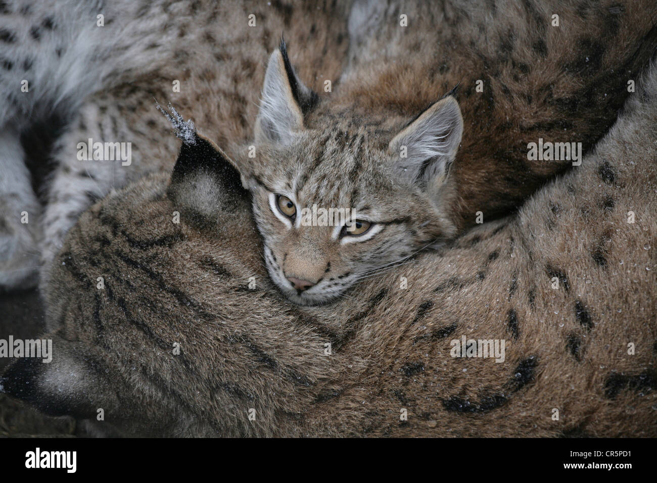 Lynx (Lynx lynx), cub cuddling with its mother, Bavarian Forest ...