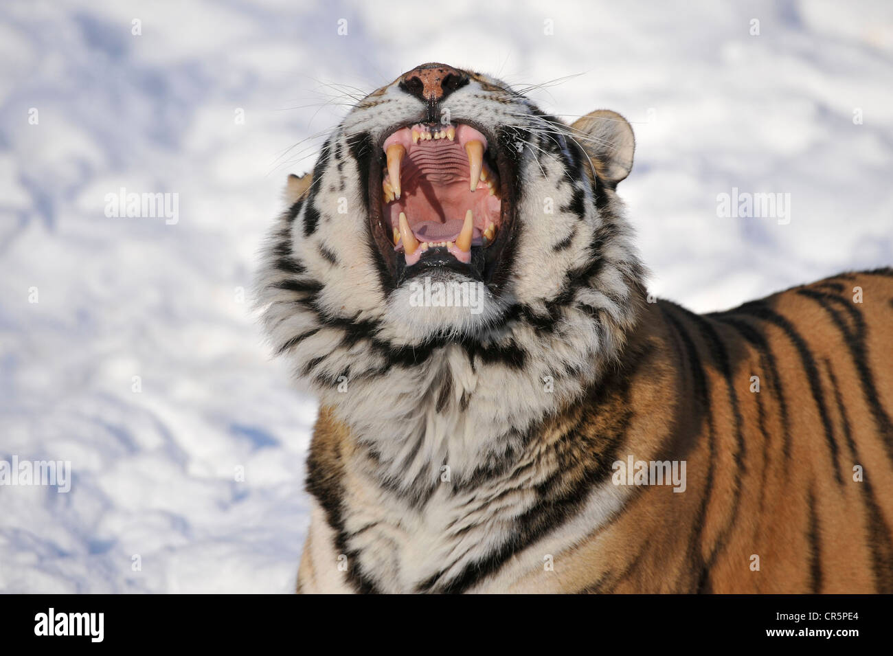 Siberian Tiger (Panthera tigris altaica), yawning, showing its teeth ...