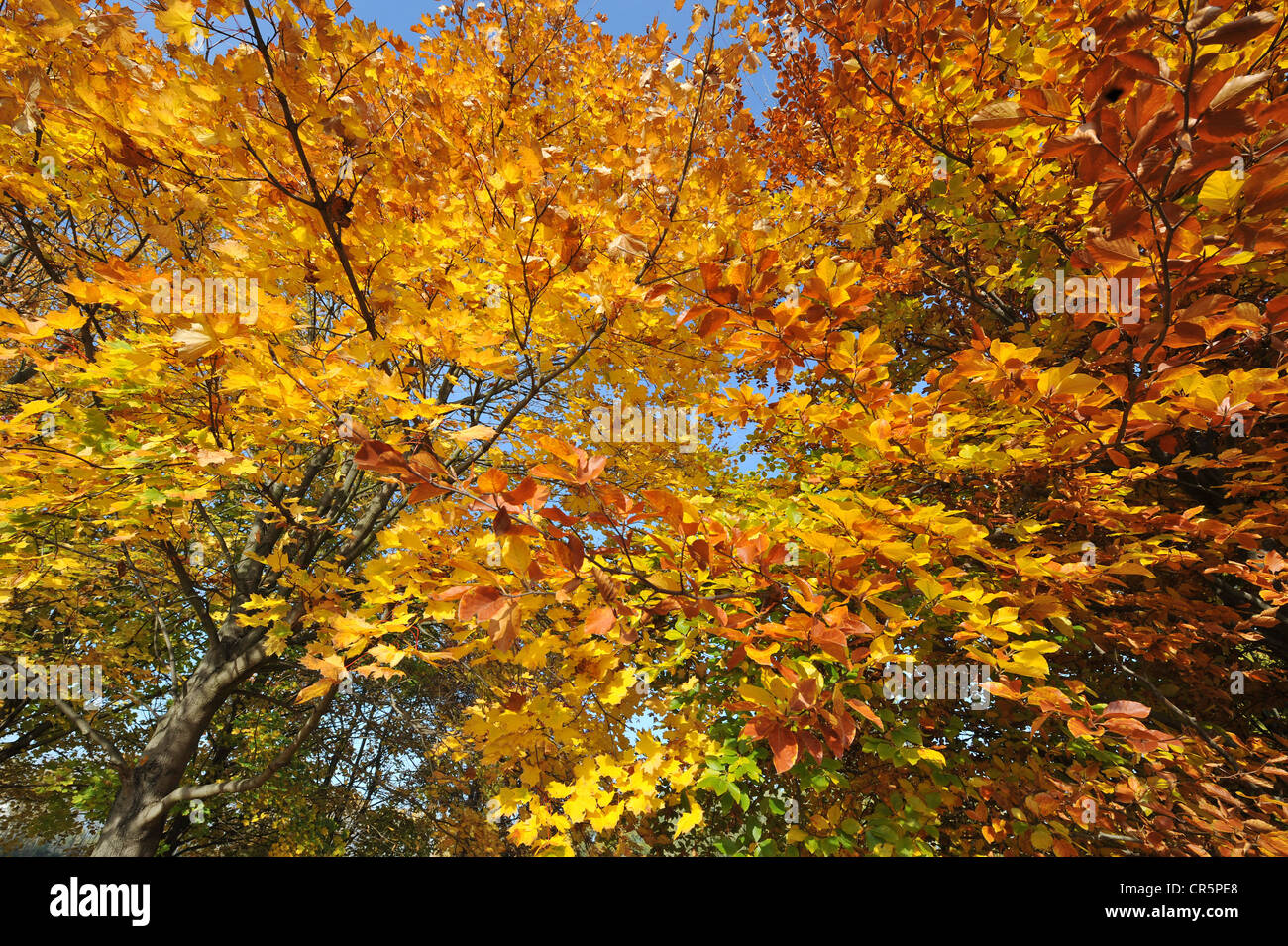 Autumn leaves of Maple (Acer platanoides) and Beech (Fagus sylvatica ...