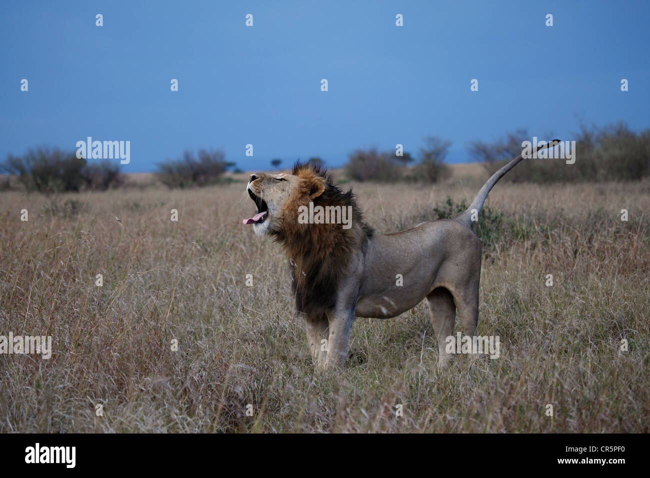 Yawning male lion (Panthera leo), Masai Mara, Kenya, Africa Stock Photo ...