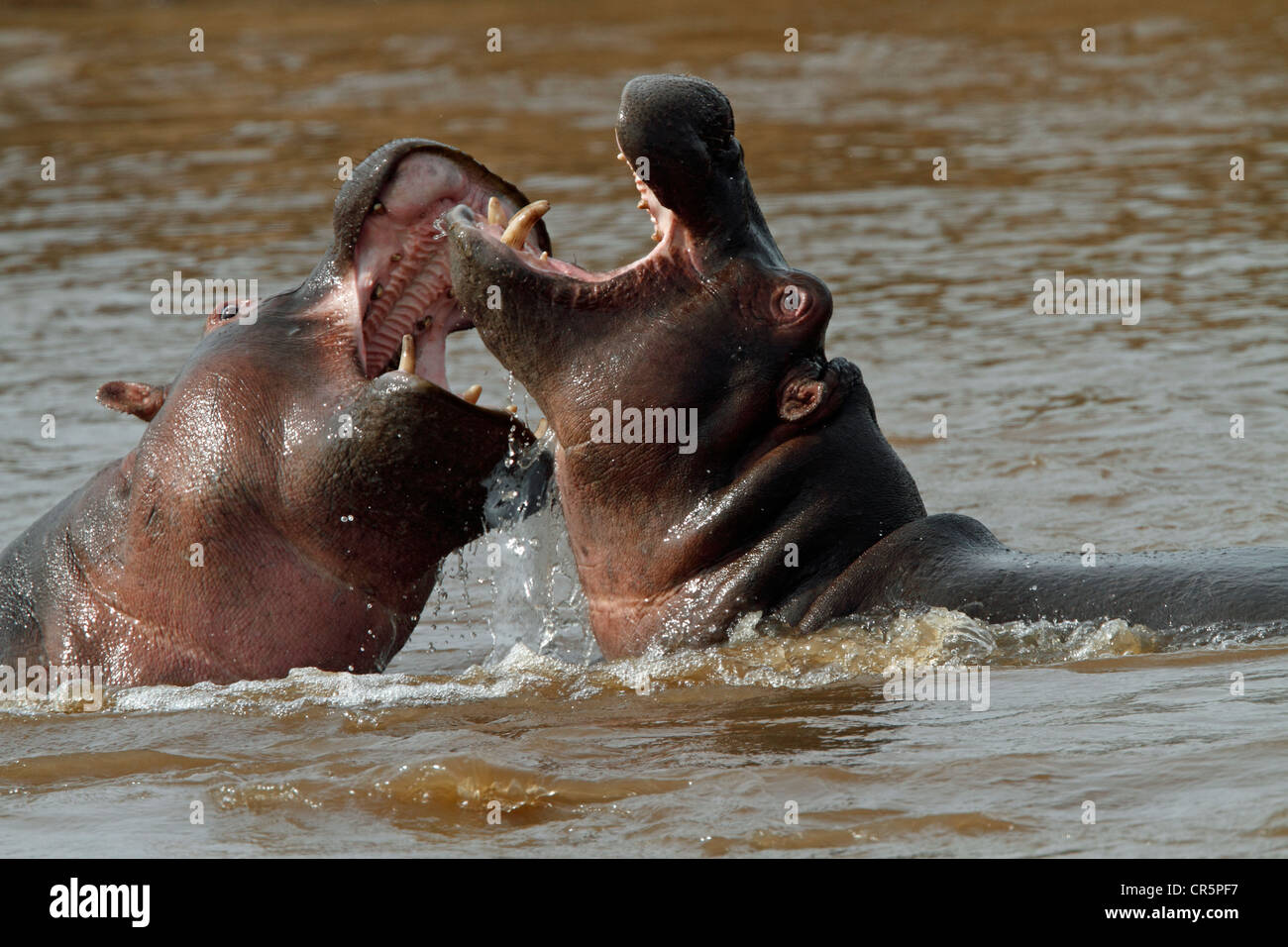 Fighting hippos (Hippopotamus amphibius), Masai Mara, Kenya, Africa ...