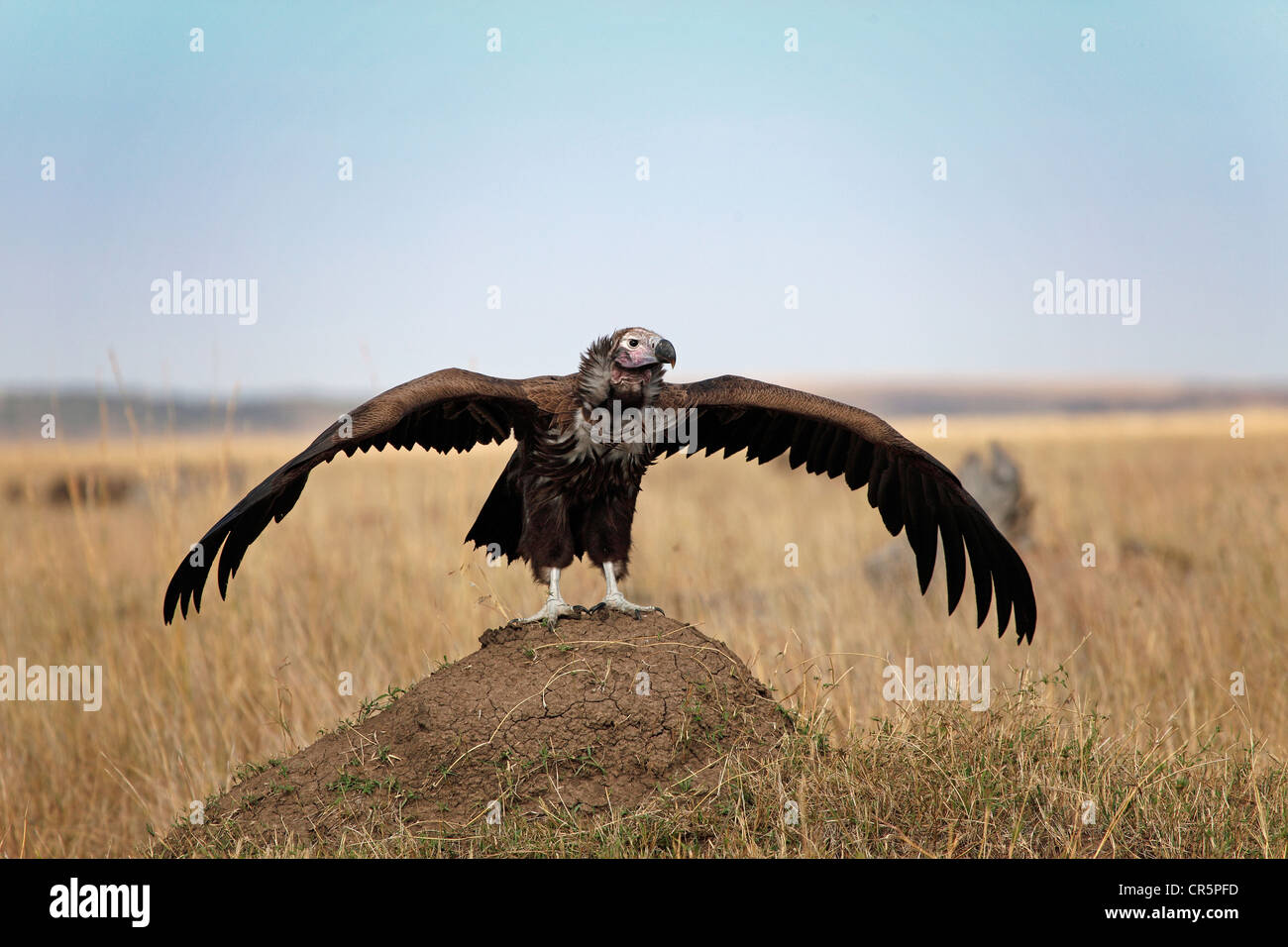 Lappet faced vulture flying hi-res stock photography and images - Alamy