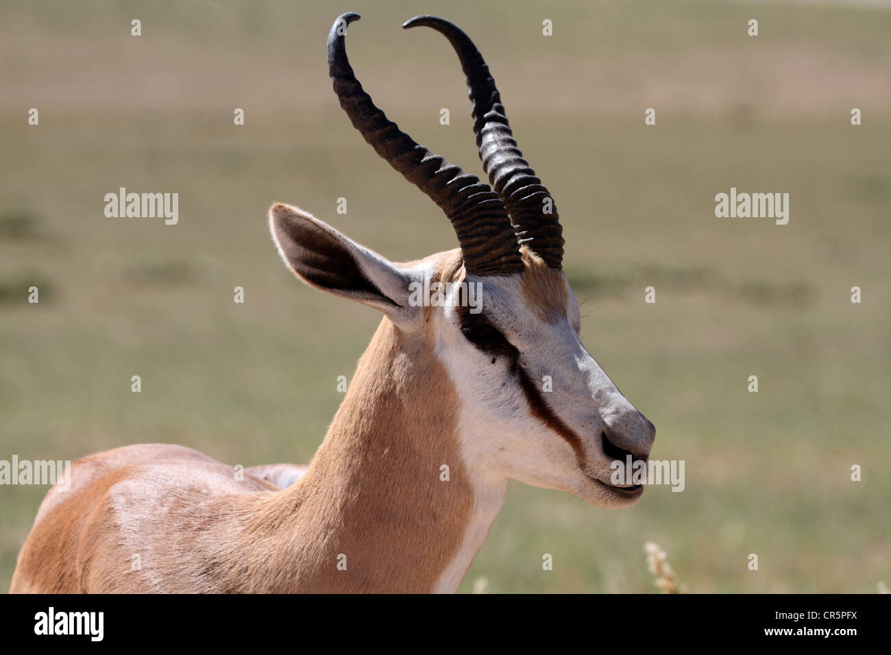springbok single adult profile Stock Photo - Alamy
