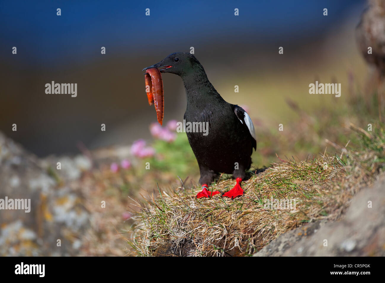 Black Guillemot or Tystie (Cepphus grylle), adult bird with Atlantic ...