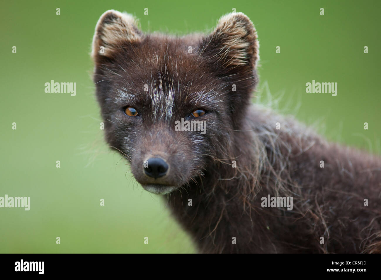 Arctic Fox (Alopex lagopus), portrait, West Fjords, Iceland, Europe ...