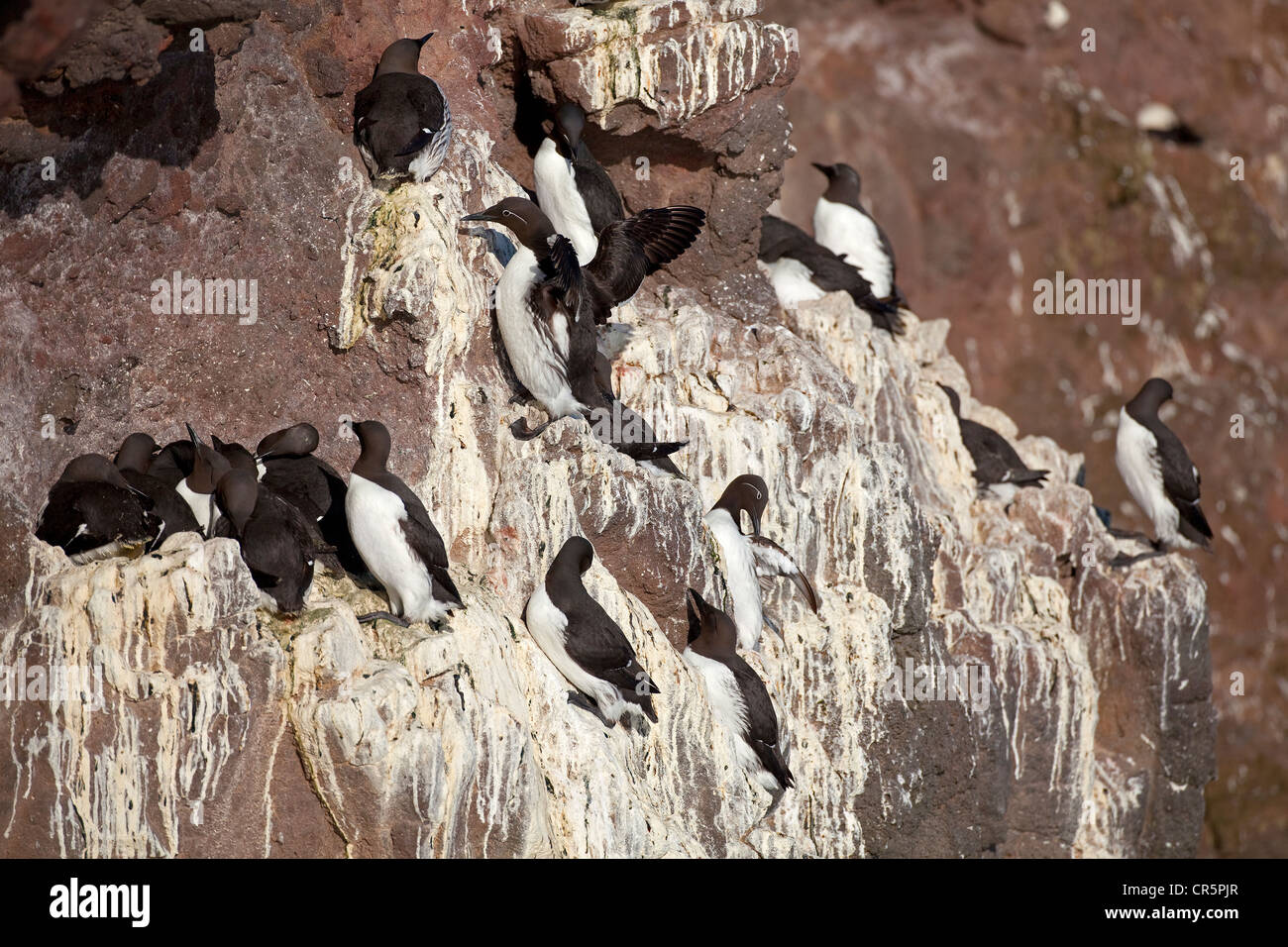 Common Murre or Common Guillemot (Uria aalge), breeding colony on the ...