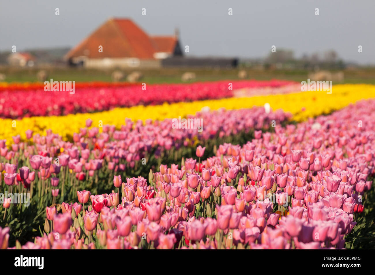 Field of tulips (Tulipa), Texel, The Netherlands, Europe Stock Photo ...