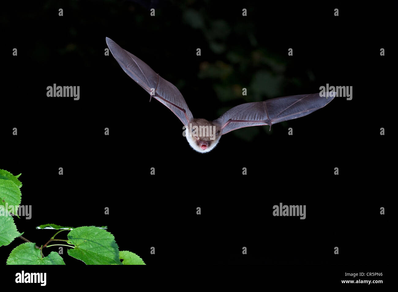 Natterer's Bat (Myotis nattereri) in flight, Thuringia, Germany, Europe ...