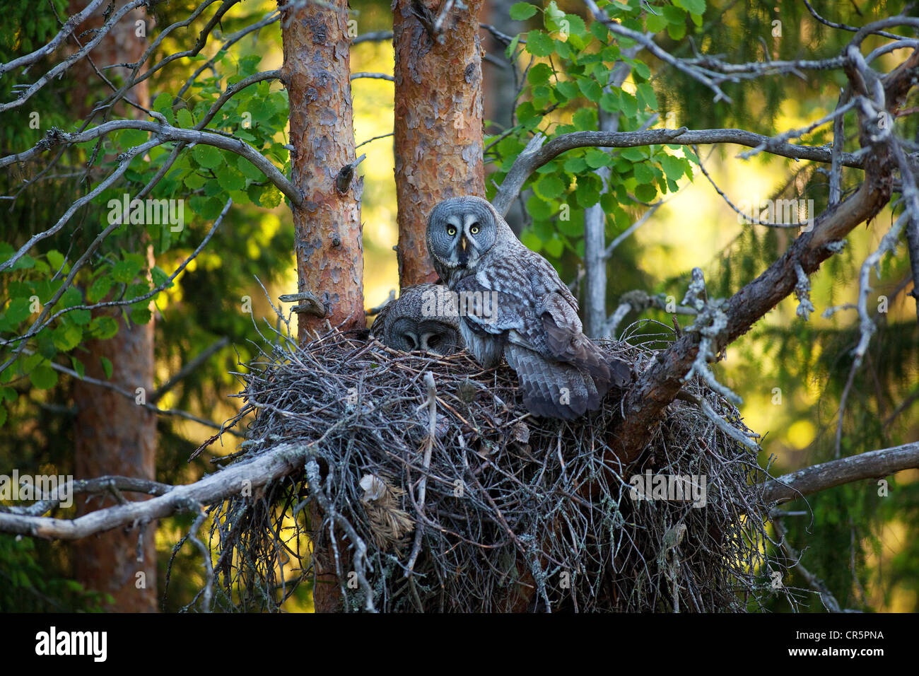 Great grey owls, Lapland owls (Strix nebulosa), male and female perched ...