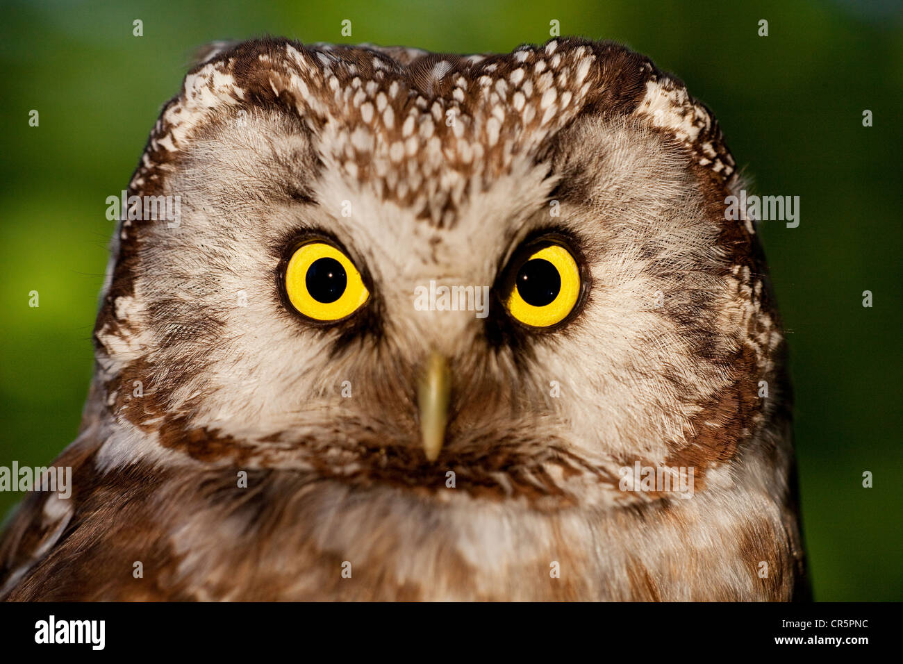 Tengmalm's owl (Aegolius funereus), portrait, Finland, Europe Stock ...